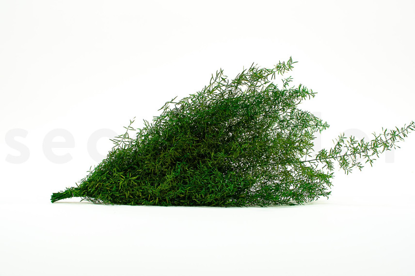 Preserved Sprengeri – Green Asparagus Fern for Biophilic Decor