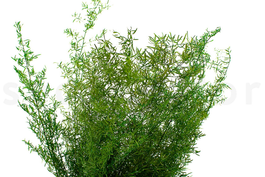 Preserved Sprengeri – Green Asparagus Fern for Biophilic Decor