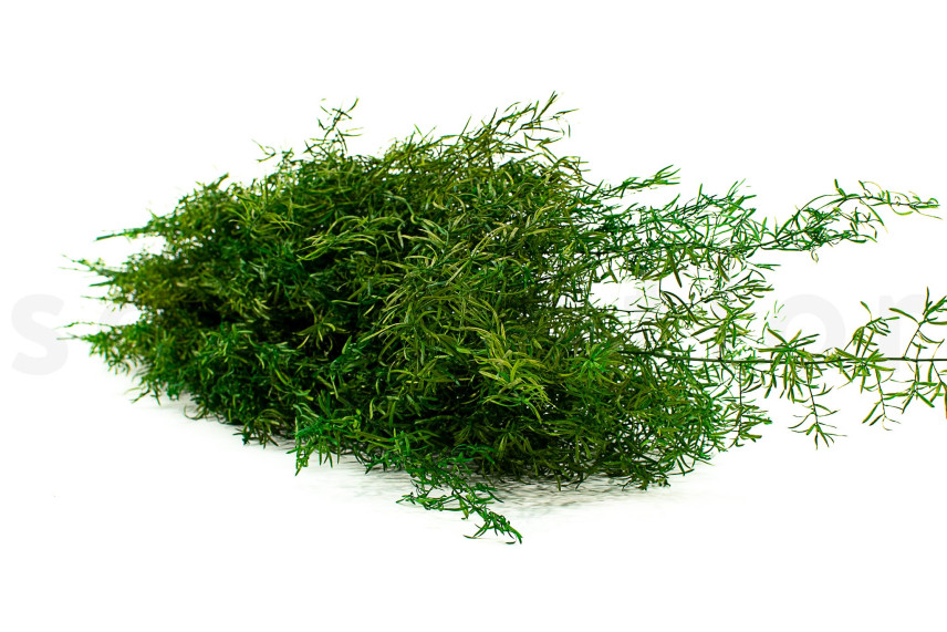 Preserved Sprengeri – Green Asparagus Fern for Biophilic Decor